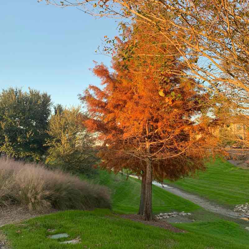 Rick Rice Park Walk - Katy, Texas, USA | Pacer