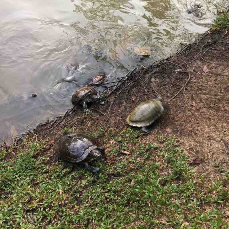 Kepong Botanical Garden in Selangor | Walking Map