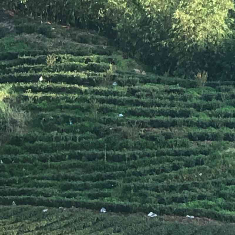 Nangang Tea Mountain, Taipei in Taipei City | Walking Map