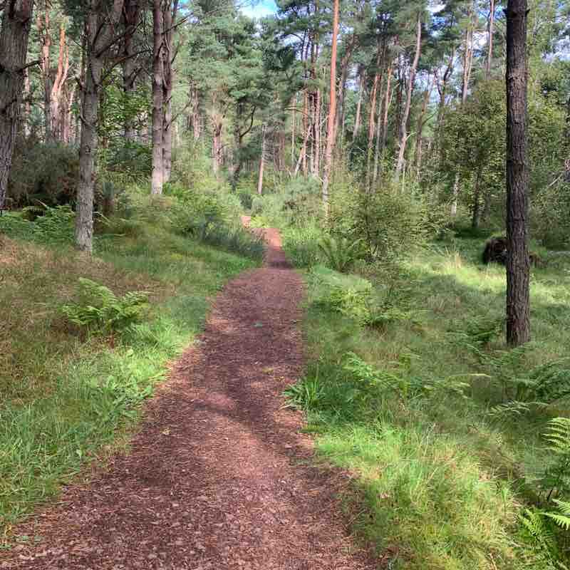 Tentsmuir nature reserve Walk Trail - Scotland | Pacer