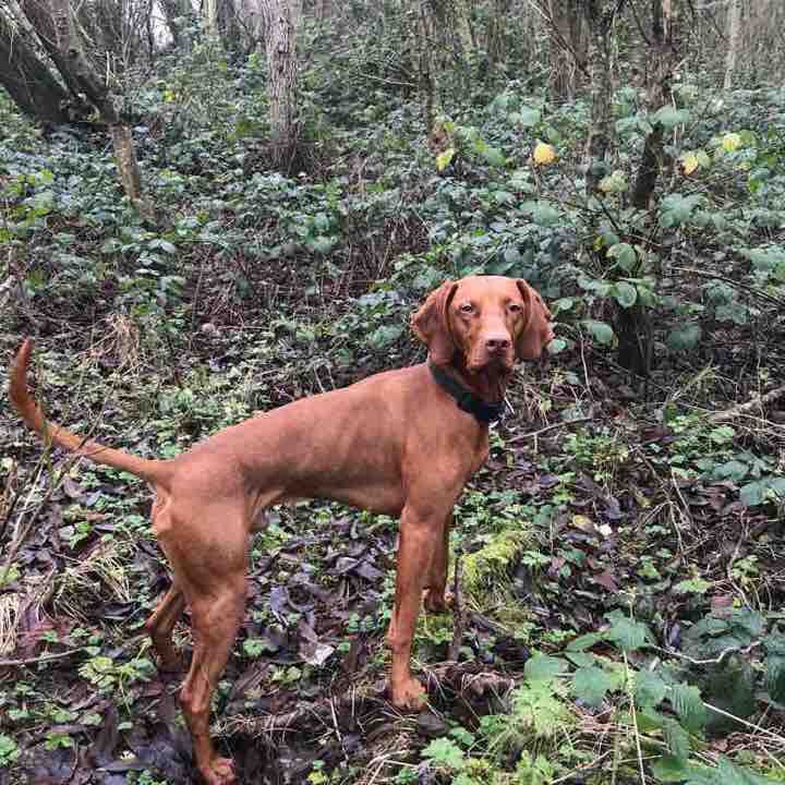 Heysham woods Walk Trail - Lancaster, Morecambe, England | Pacer
