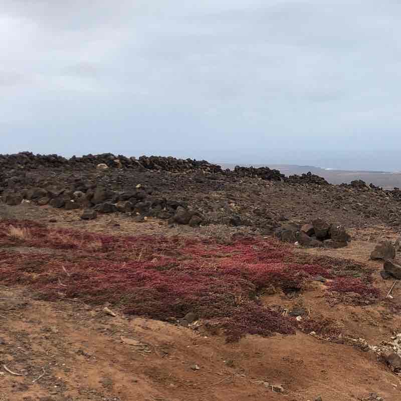 Lanzarote Walk Trail - Yaiza, Spain | Pacer