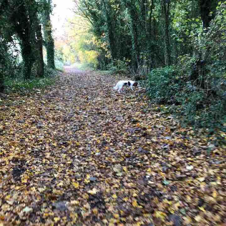 Barnham - Slindon | Walking Map