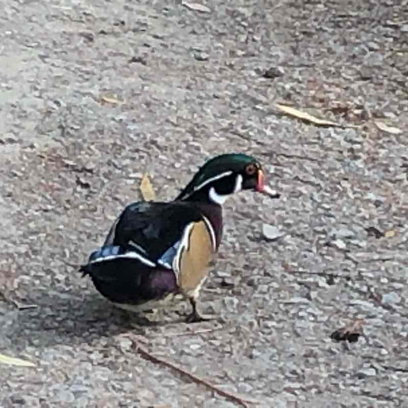 Reifel Bird Sanctuary Walk Trail - Delta, British Columbia, Canada | Pacer