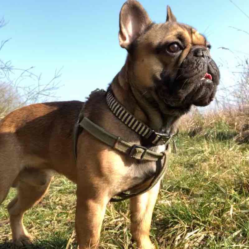 Norton to Woolpit | Walking Map