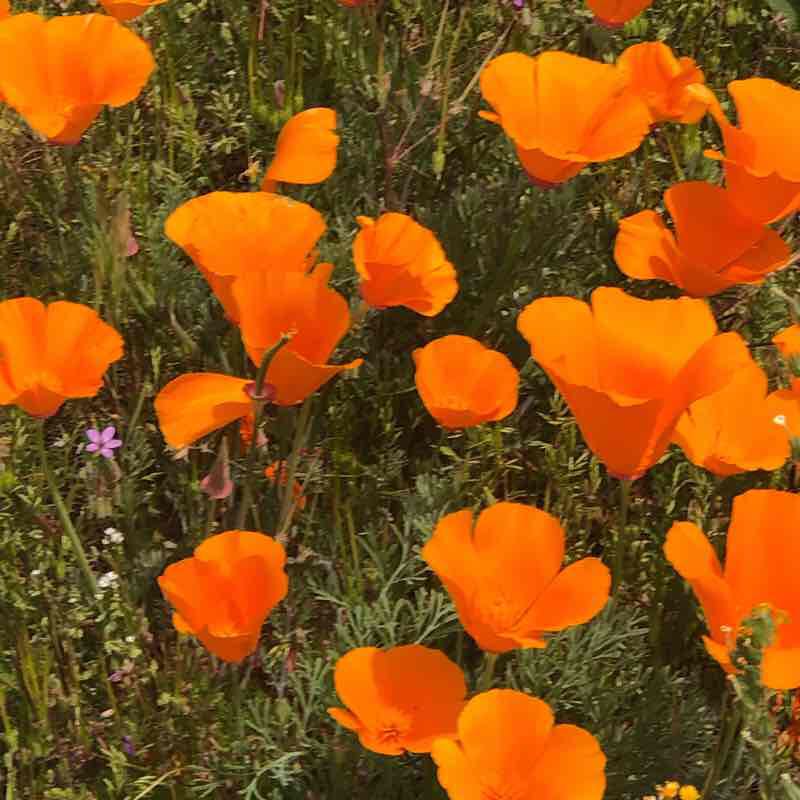 Lancaster Poppy Reserve Southern Calif Walk Trail - California, USA | Pacer