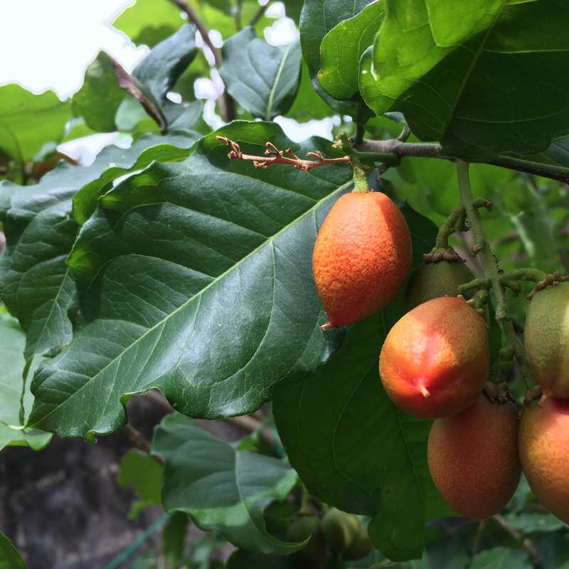 Kochchikade to Welihena Road | Walking Map