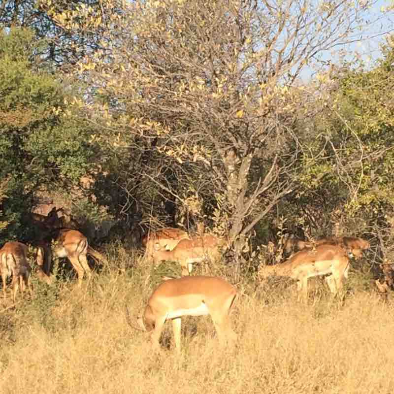 Sun Carousel Casino Walk Trail - The Carousel Casino and Entertainment ...