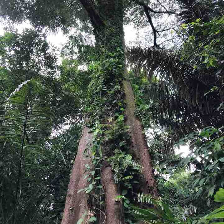 Southern Ridges | Walking Map