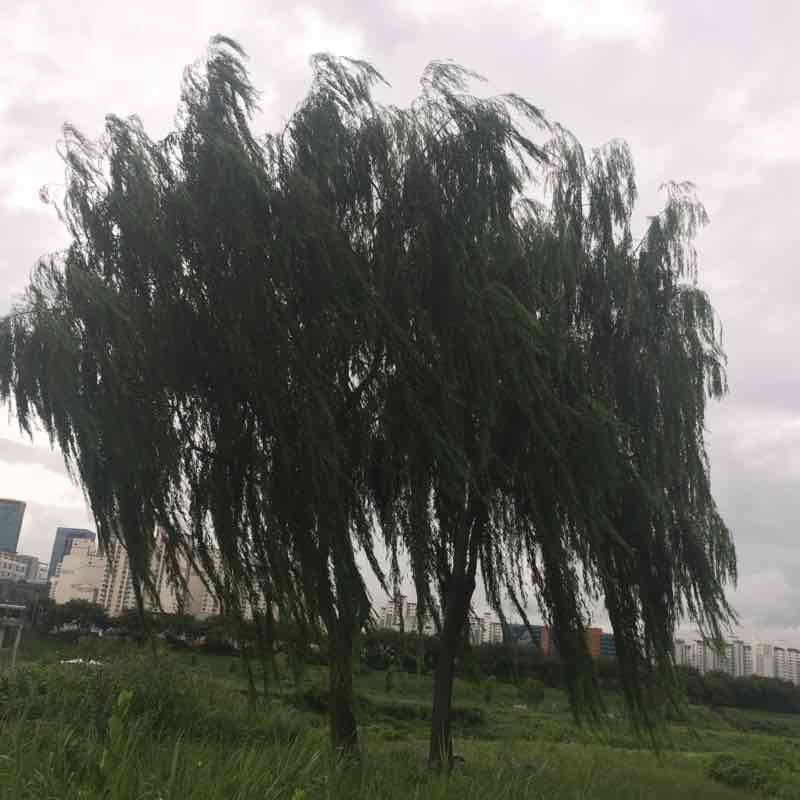 Han River Hike Trail - Yangcheon-gu, Seoul, South Korea | Pacer