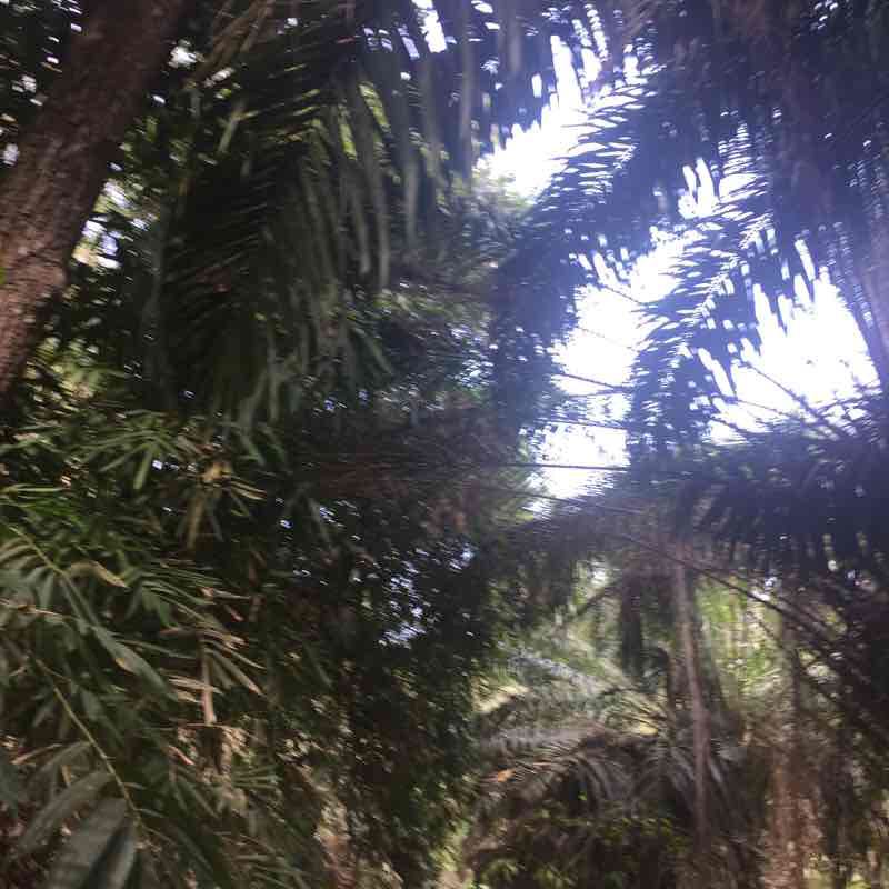 Dago Hill Area in Jawa Barat | Walking Map