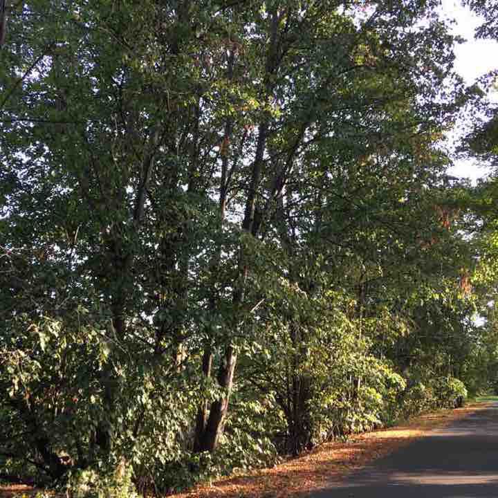 Dresden riverside Walk Trail - Saxony, Germany | Pacer