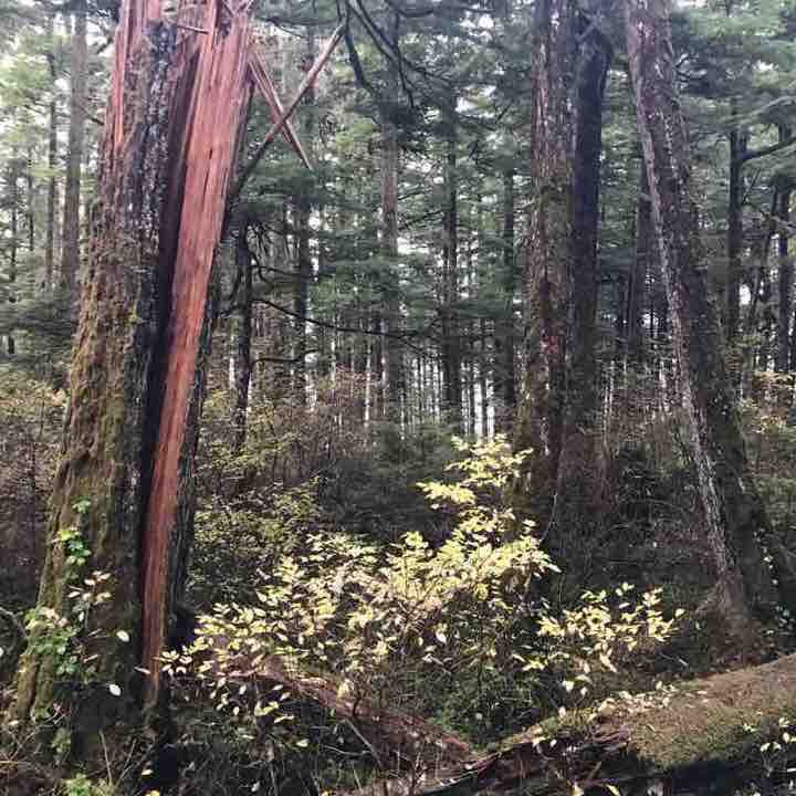 Rainforest Trail Walk - Juneau, Alaska, USA | Pacer