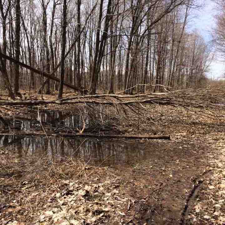 Spring walk at Bois de L'Équerre Trail - Laval, Quebec, Canada | Pacer