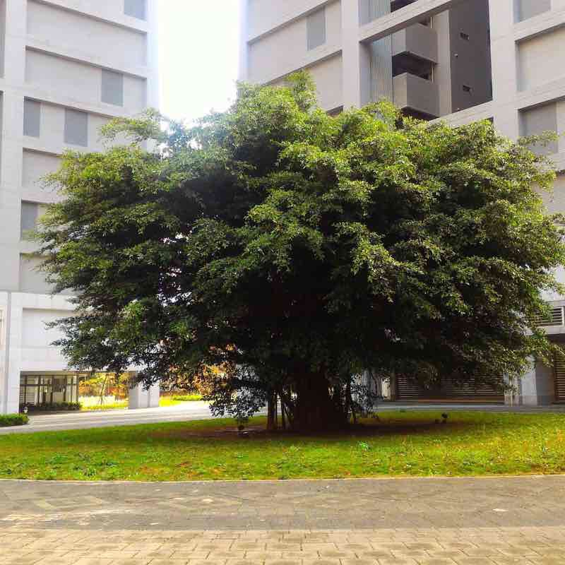 190326_林口社會住宅 | Walking Map