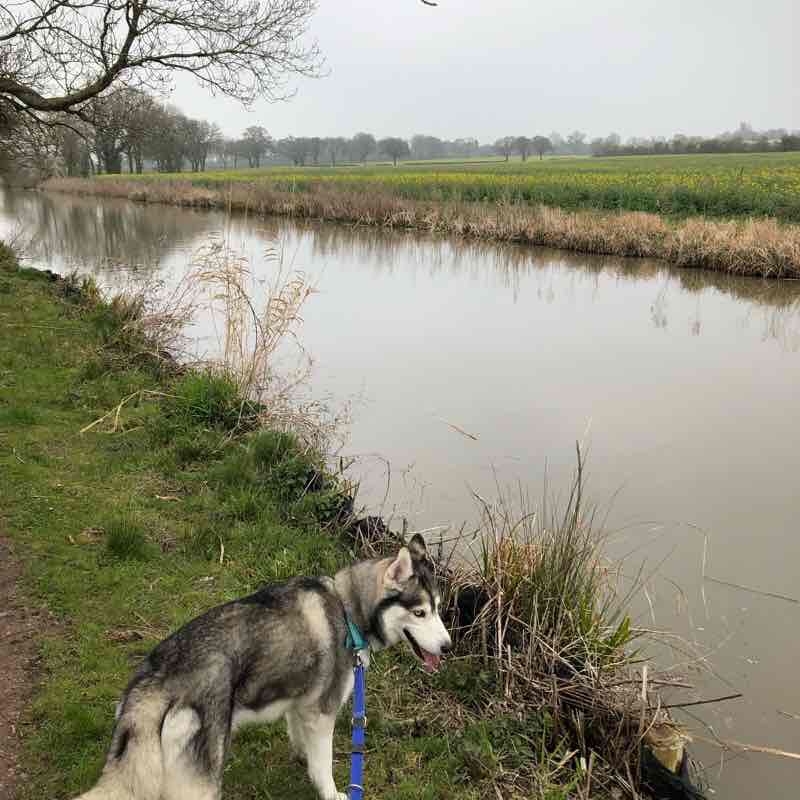 Stoke Golding and back | Walking Map