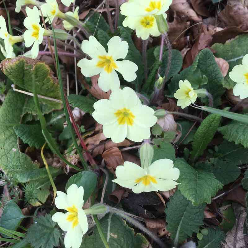 River Tees Tour near Barnard Castle Walk Trail - Startforth, England ...