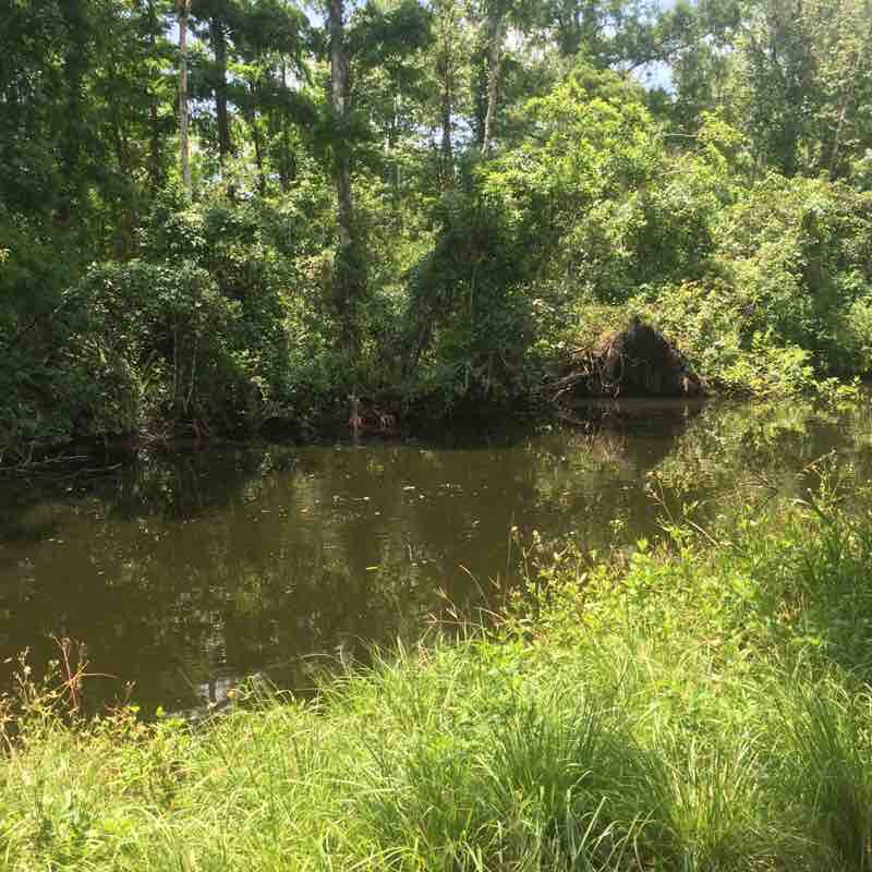 Bird Rookery Swamp in Florida | Walking Map