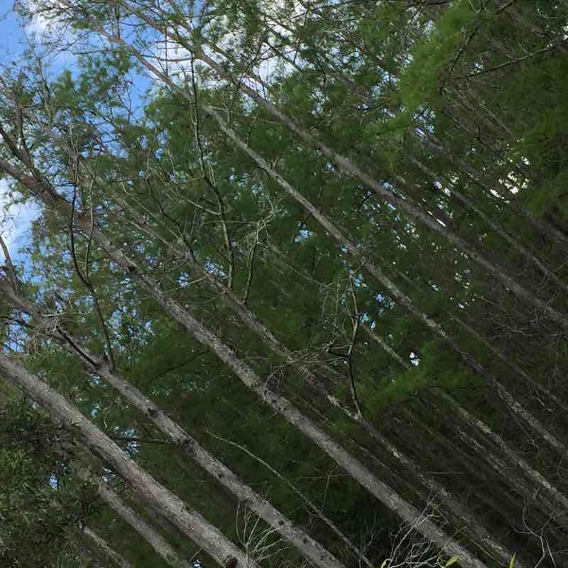 Colonial and Ortiz ave Walk Trail - Fort Myers, Florida, USA | Pacer