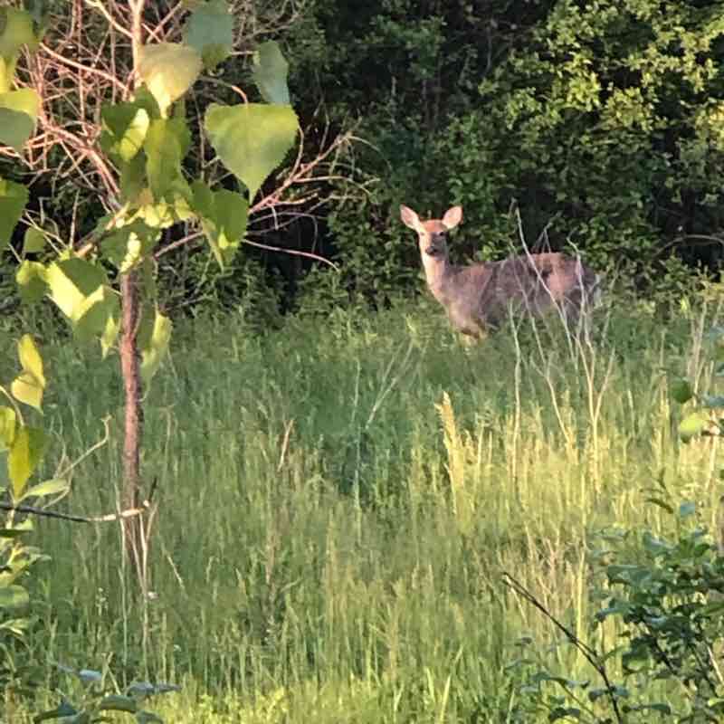 Morning glory Run Trail - London, Ontario, Canada | Pacer