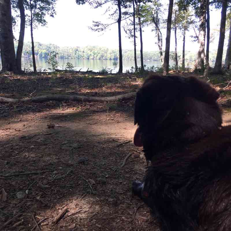 Bryan park soccer complex Walk - Browns Summit, North Carolina, USA | Pacer