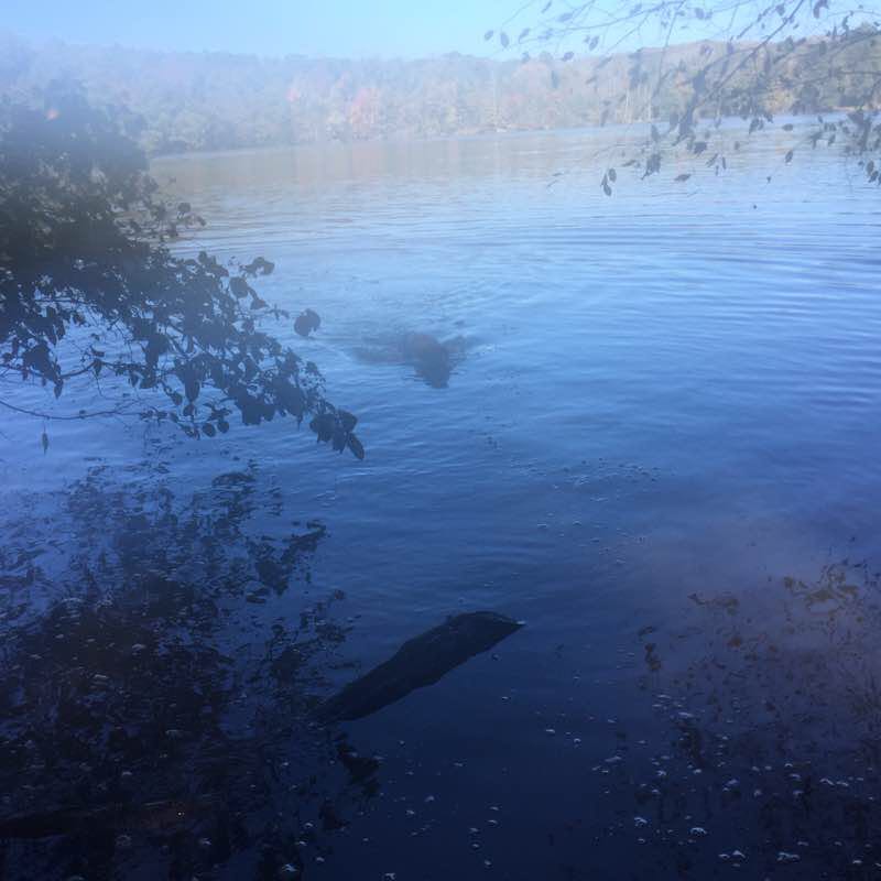 Marina lake Brandt to strawberry rd Walk Trail - Greensboro, North ...