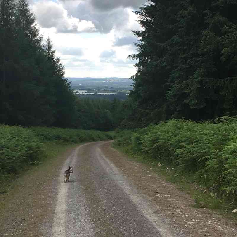 Mortimer Forest Walk Trail - Ludford, Ludlow, England | Pacer