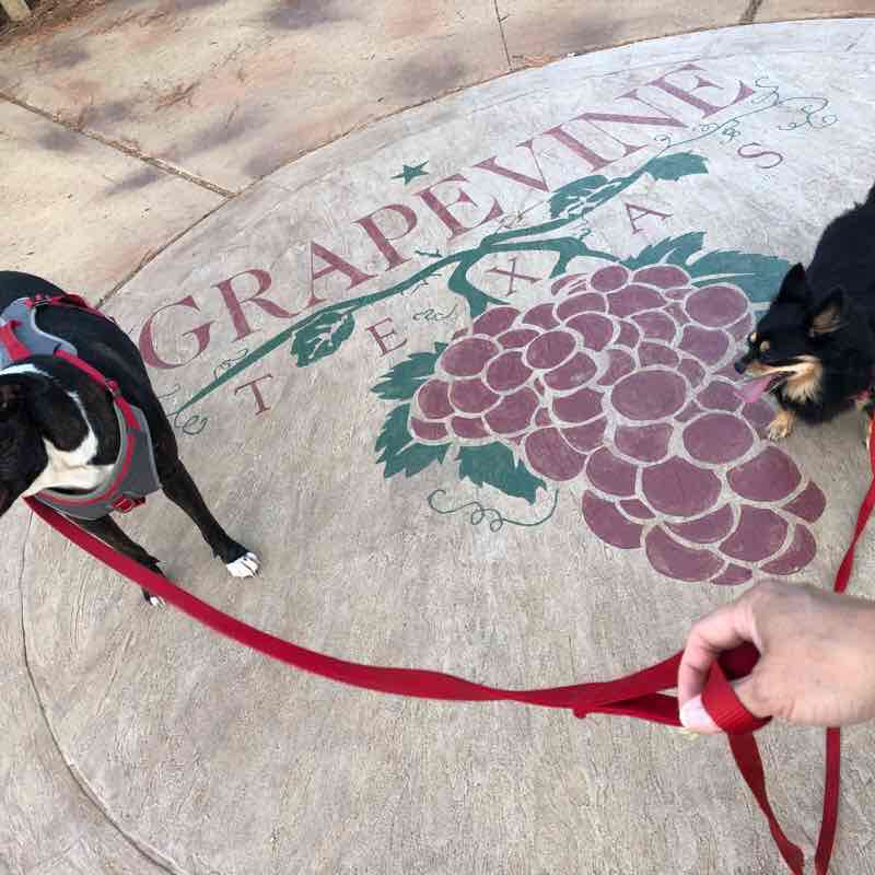 Grapevine lake and trails Walk - Texas, USA | Pacer