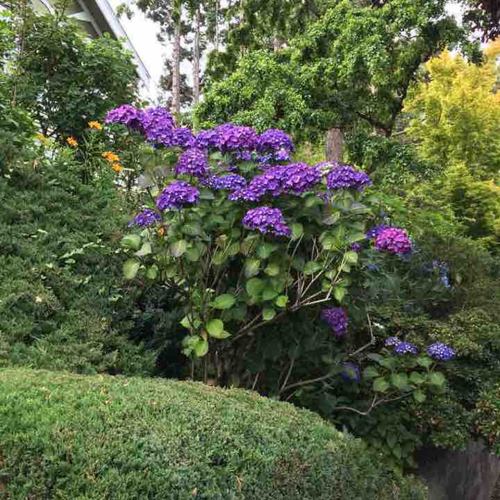 West Seattle Morgan St. to Alaska Junction | Walking Map