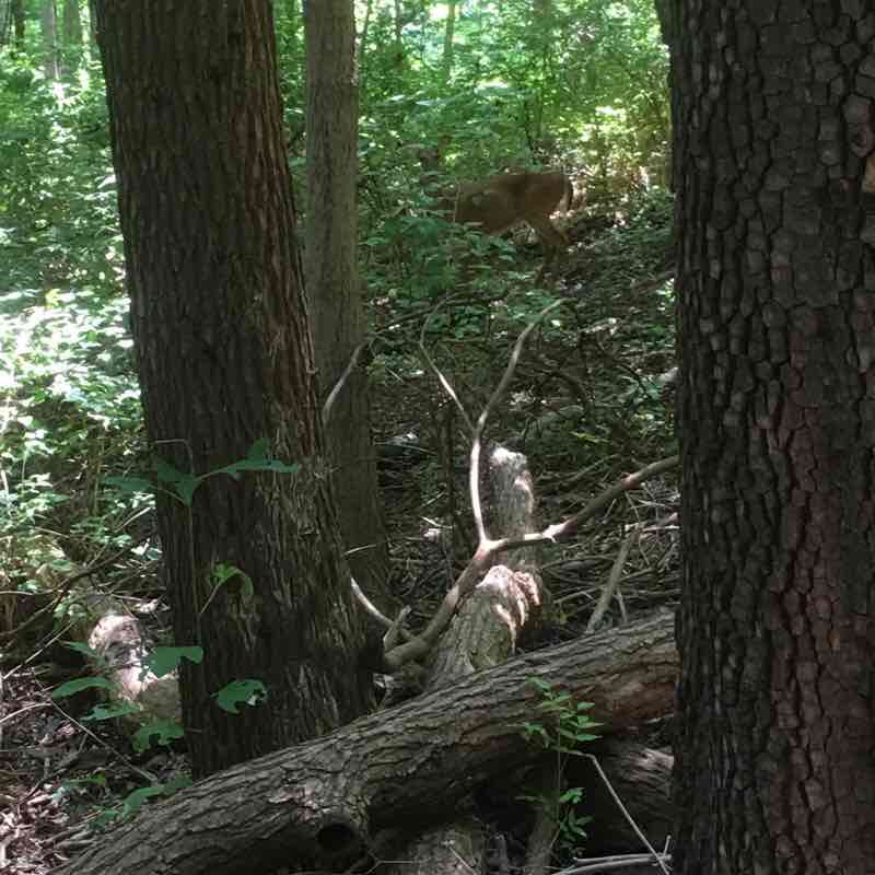 Cottonwood Loop Walk Trail - Franklin, Tennessee, USA | Pacer