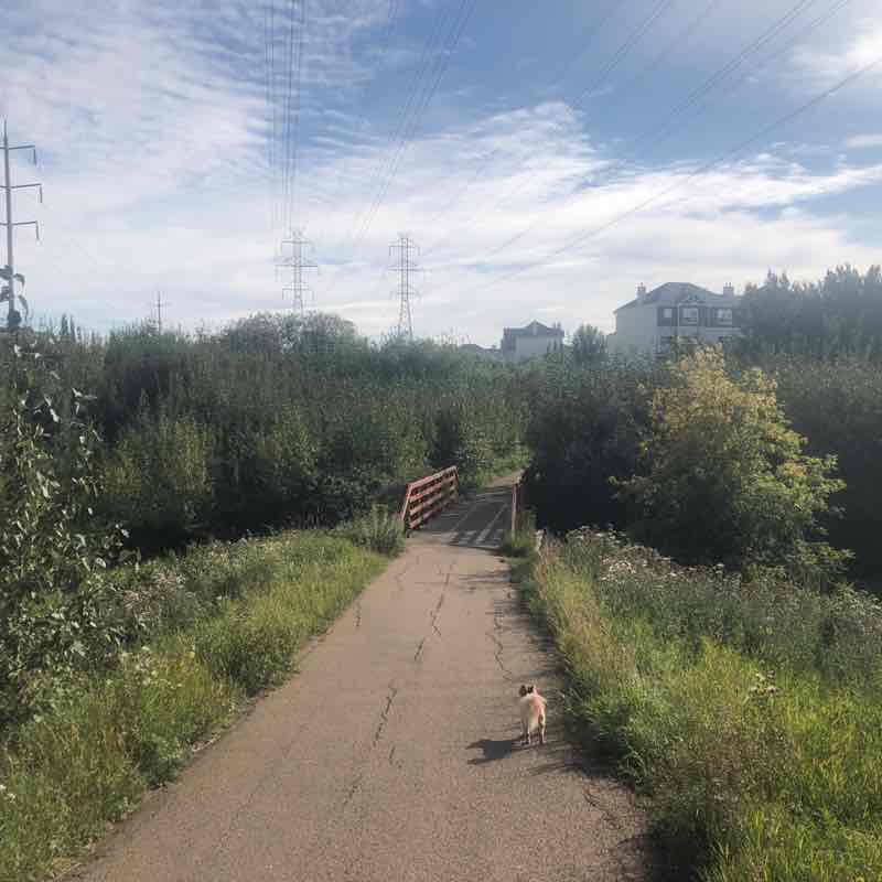 The Meadows Loop in Alberta | Walking Map