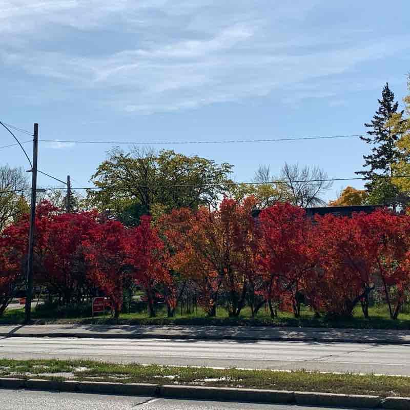 Afternoon Autumn Walk in Manitoba | Walking Map