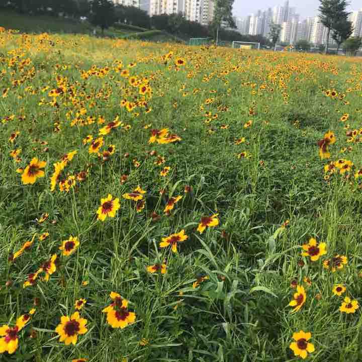 Budding Walk Trail - Jung-gu, Daejeon, South Korea | Pacer