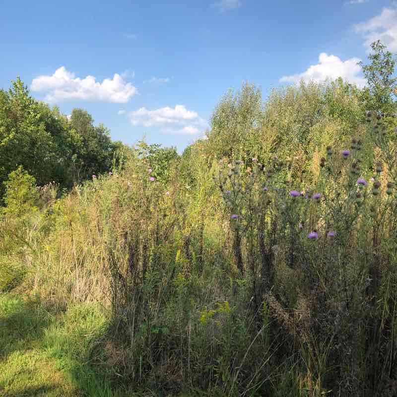 Columbia mine preserve Walk Trail - Oakland City, Indiana, USA | Pacer