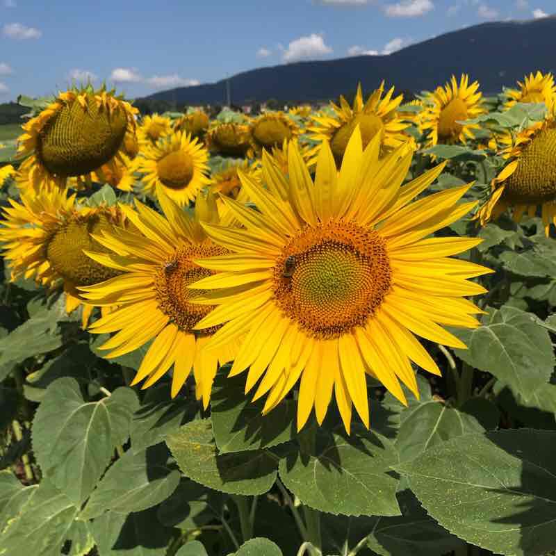 PB_tourA_5 Walk Trail - Orbe, Canton of Vaud, Switzerland | Pacer