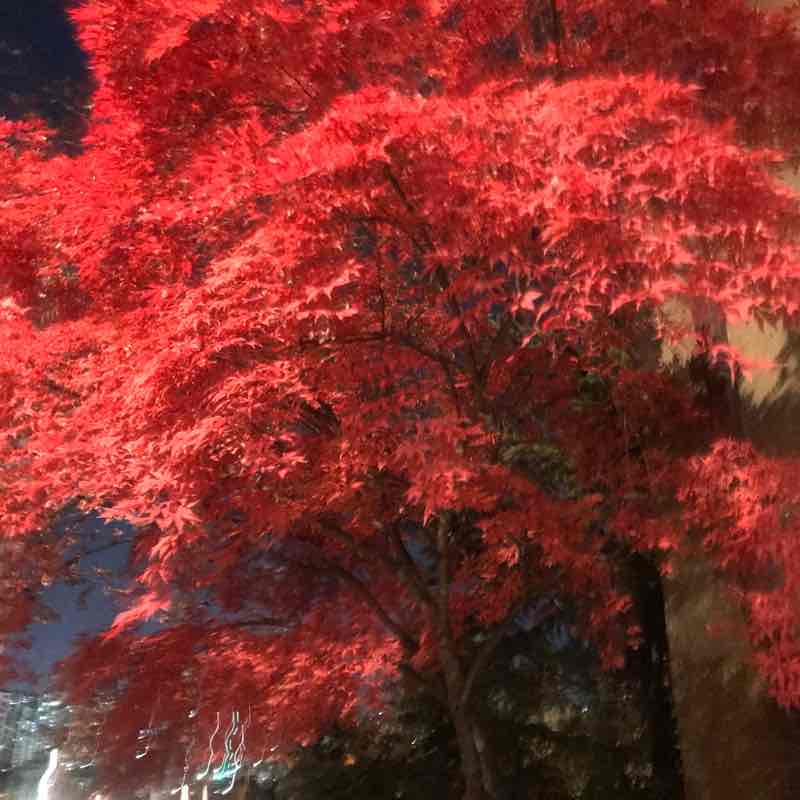 Seongbuk-dong-Miadong Walk Trail - Seongbuk-gu, Seoul, South Korea | Pacer