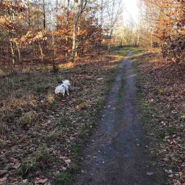 Billund | Walking Map