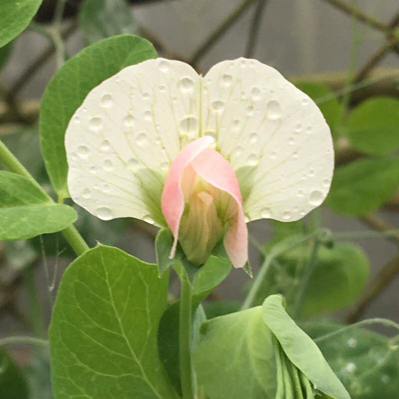 麥寮國小 | Walking Map