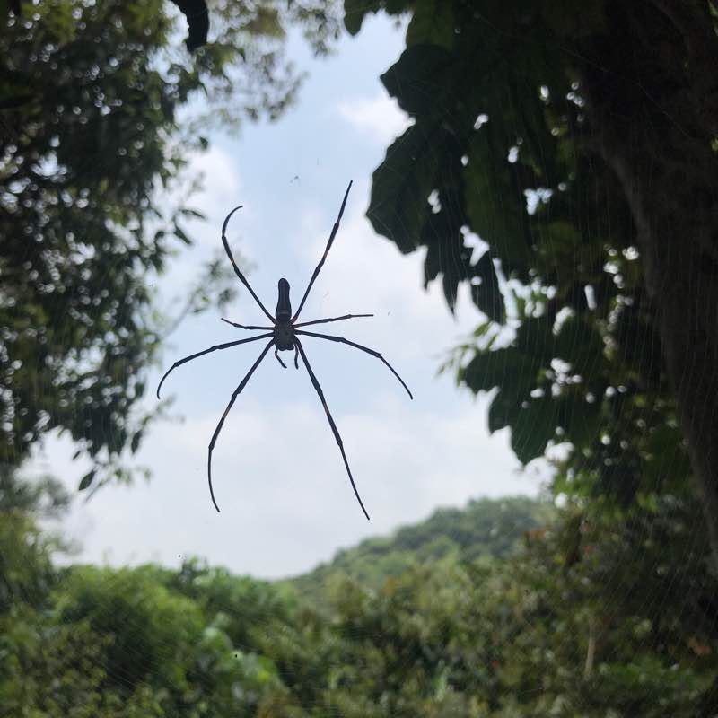 大同山、青龍嶺、大棟山、三角埔頂山、尖棟山 Walk Trail - Shulin District, New Taipei City ...