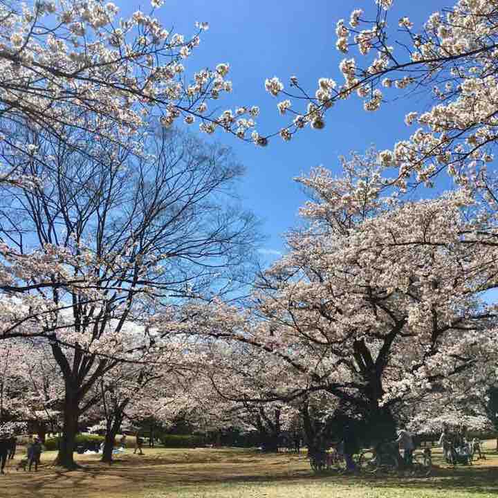光が丘公園 Walk Trail - Nerima-ku, Tokyo, Japan | Pacer