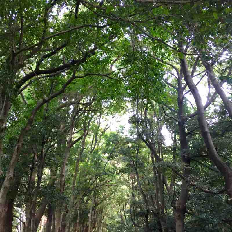 Hikarigaoka Park Walk - Nerima-ku, Tokyo, Japan | Pacer