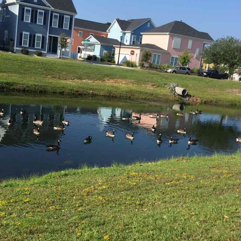 Market Common Walk in South Carolina | Walking Map