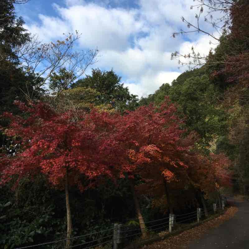Kinbozan 1215 Sendero - Nishi-ku, Kumamoto, Japón | Pacer
