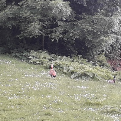 Bender Park | Walking Map