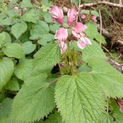 Mini route Walk Trail - Odolo, Province of Brescia, Italy | Pacer